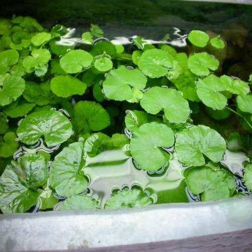 Giant Cardamine - Buy online delivered to your door – Sydney Aquascapes