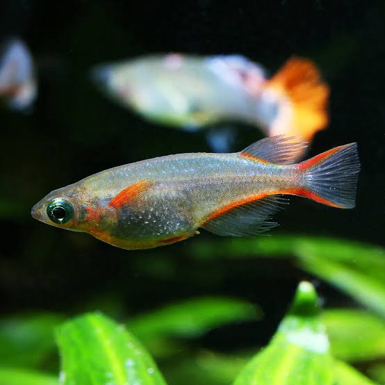 Japanese Rice Fish (Platinum Medaka) - Buy Online – Sydney Aquascapes