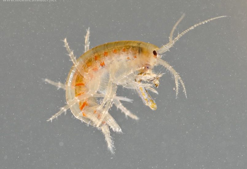 Live Striped Ghost Shrimp for Aquarium fish tank. Great tank cleaners ...