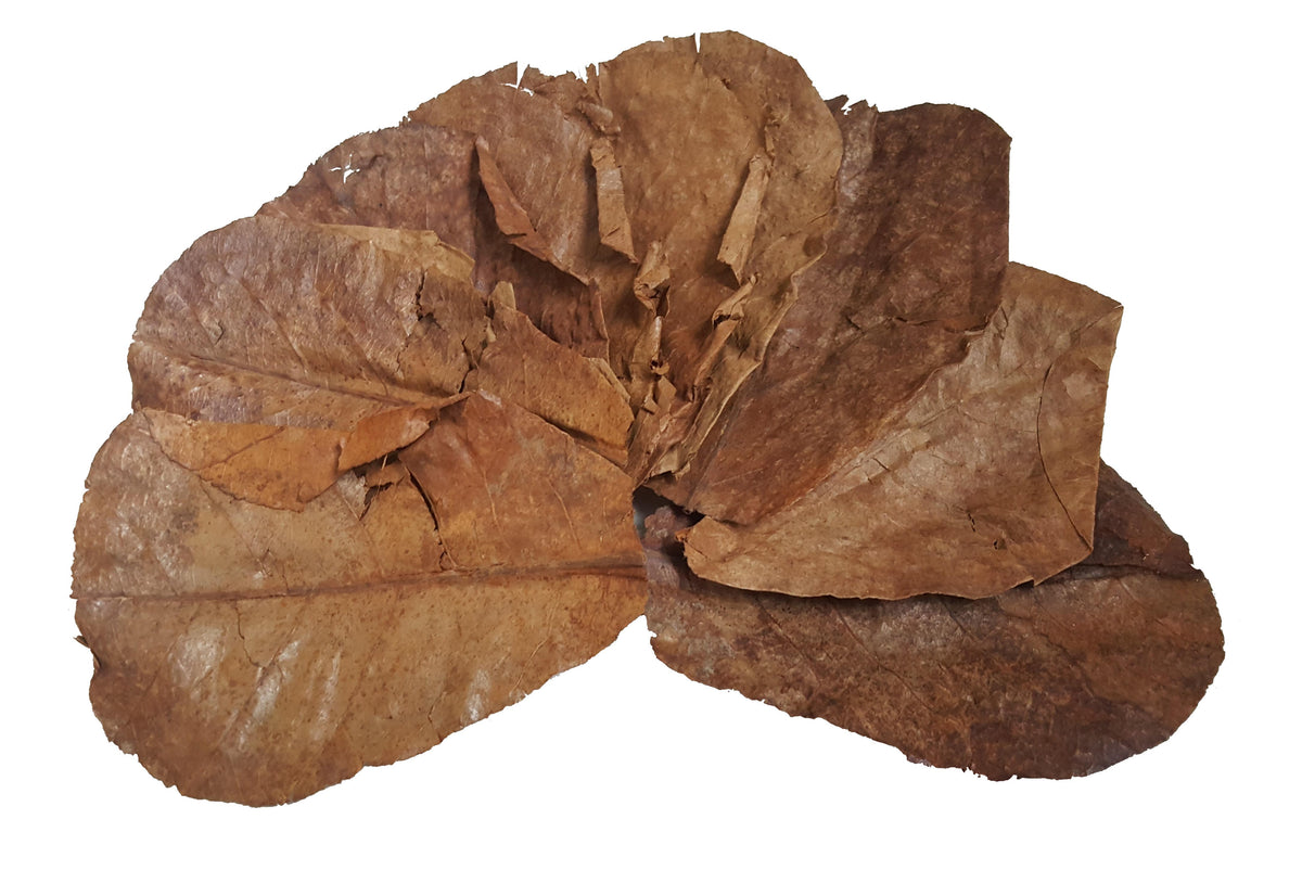 10x Indian Almond Leaves – Sydney Aquascapes