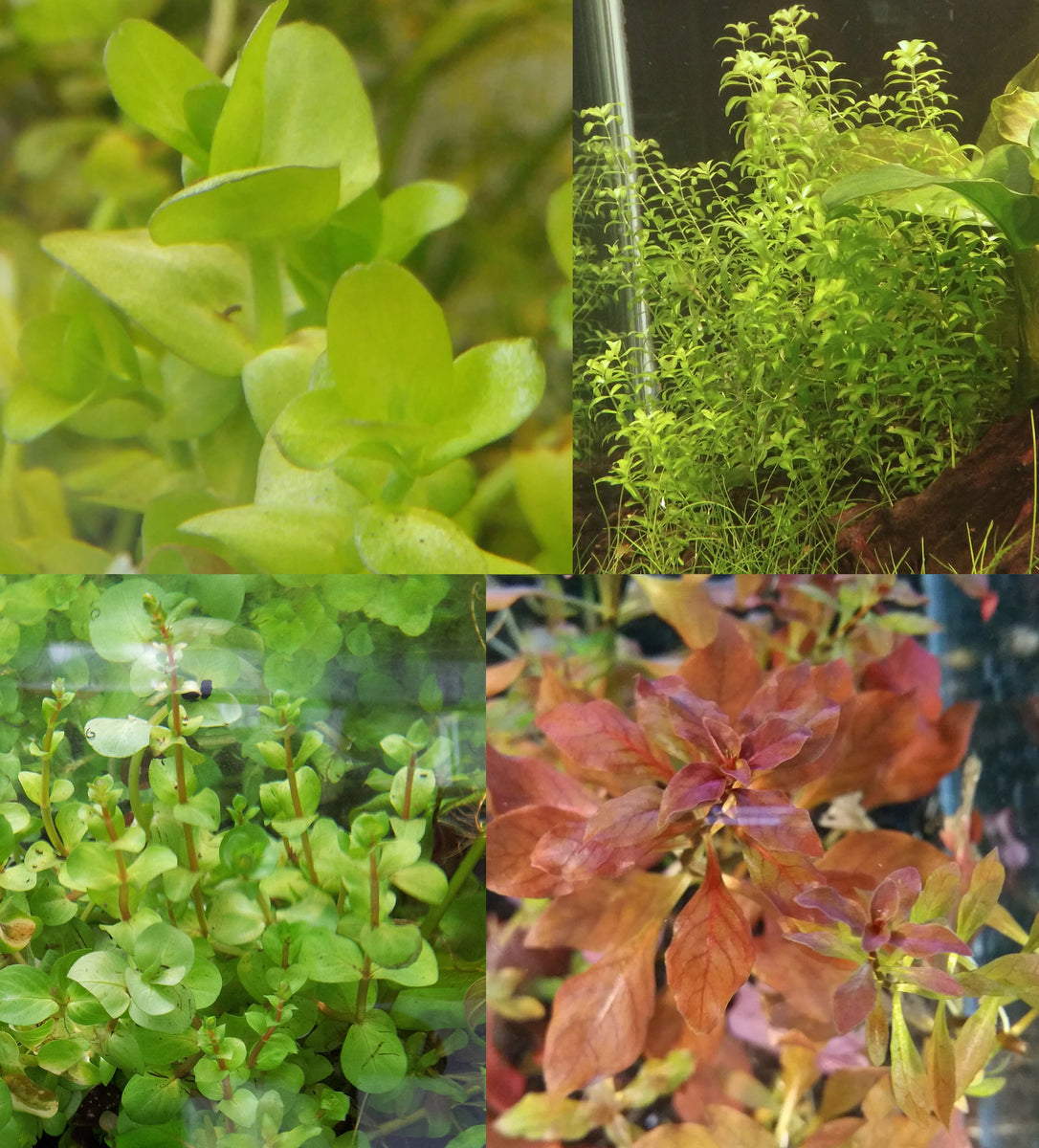 Mini Random Plant Combo 10+ plants – Sydney Aquascapes
