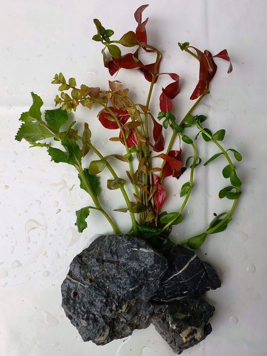 Mini Random Plant Combo 10+ plants – Sydney Aquascapes