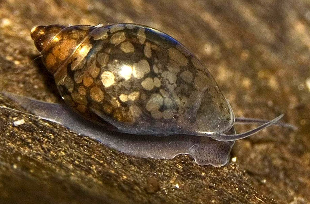 Pond Snail Pond Snails In Your Pond Pond Expert