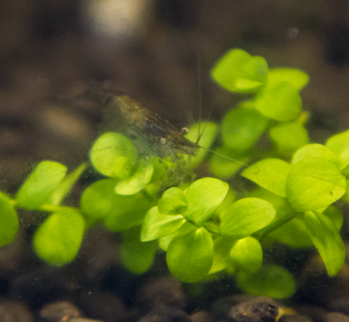 Live Striped Ghost Shrimp for Aquarium fish tank. Great tank cleaners ...