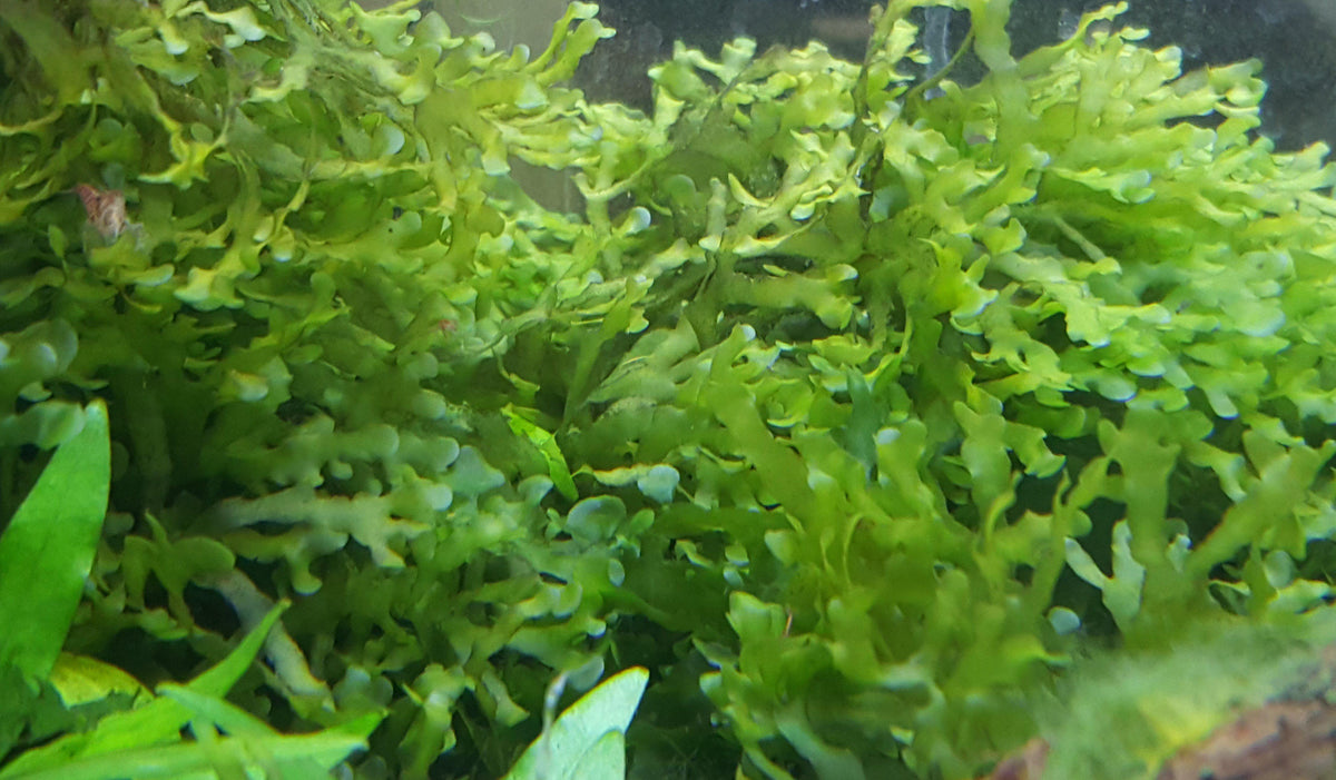 Subwassertang Moss Live Aquarium Fish-Tank Plant Easy to grow – Sydney ...